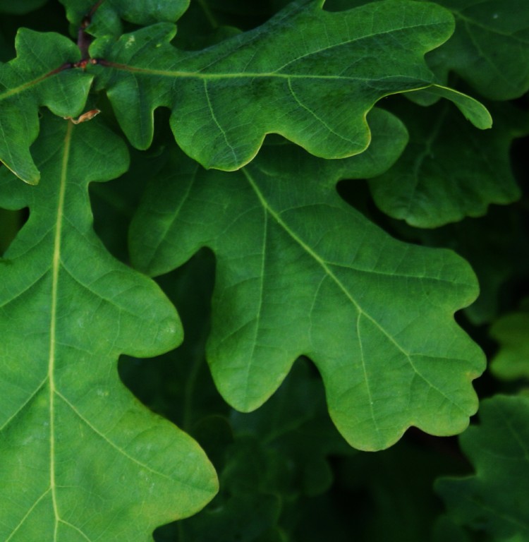 Life Of William Barnes